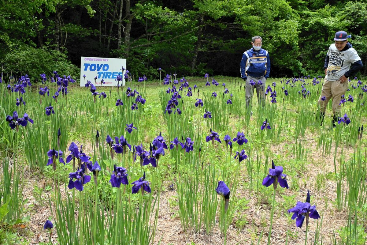 1100株のアヤメ見頃 飯舘の結Garden