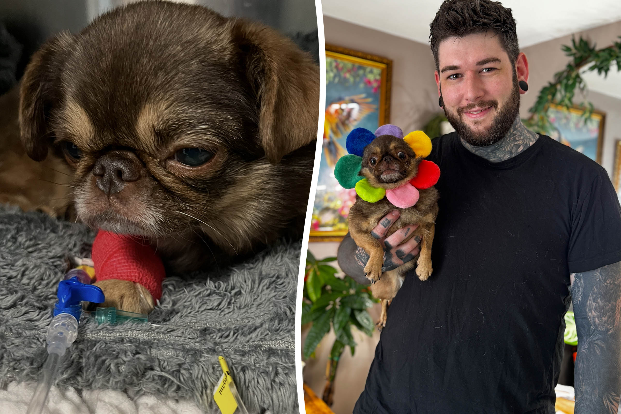 Fans raise £120,000 for famous TikTok dog’s hospital treatment