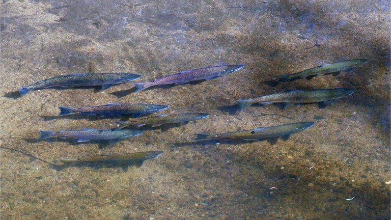 Salmon return to Auburn Ravine after Hemphill Dam Improvement Project ...