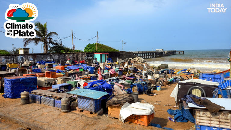 No pomfret, no hilsa: Why India's favourite fish are vanishing from plates