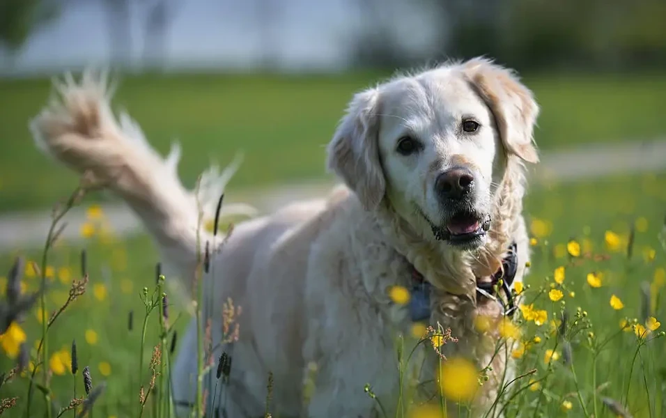 Veterinarian shares key facts before getting a golden retriever