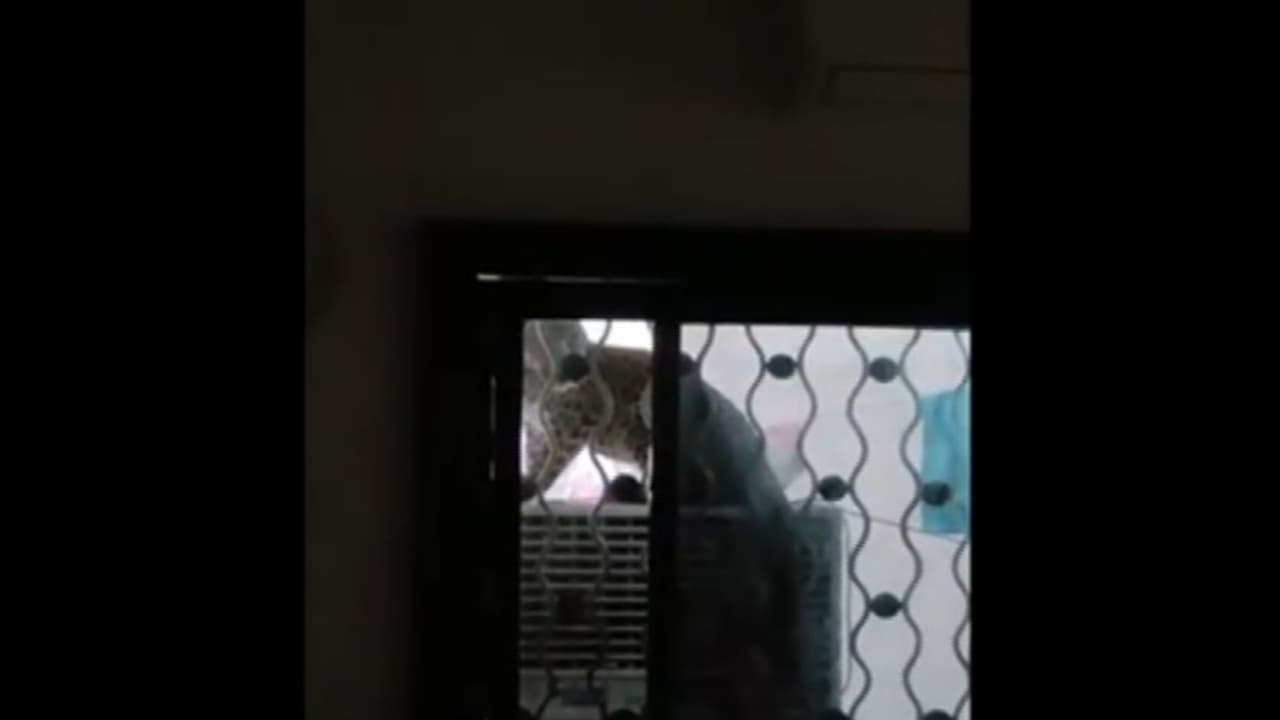 Leopard cub rescued from Amravati residential area after 3-hour op