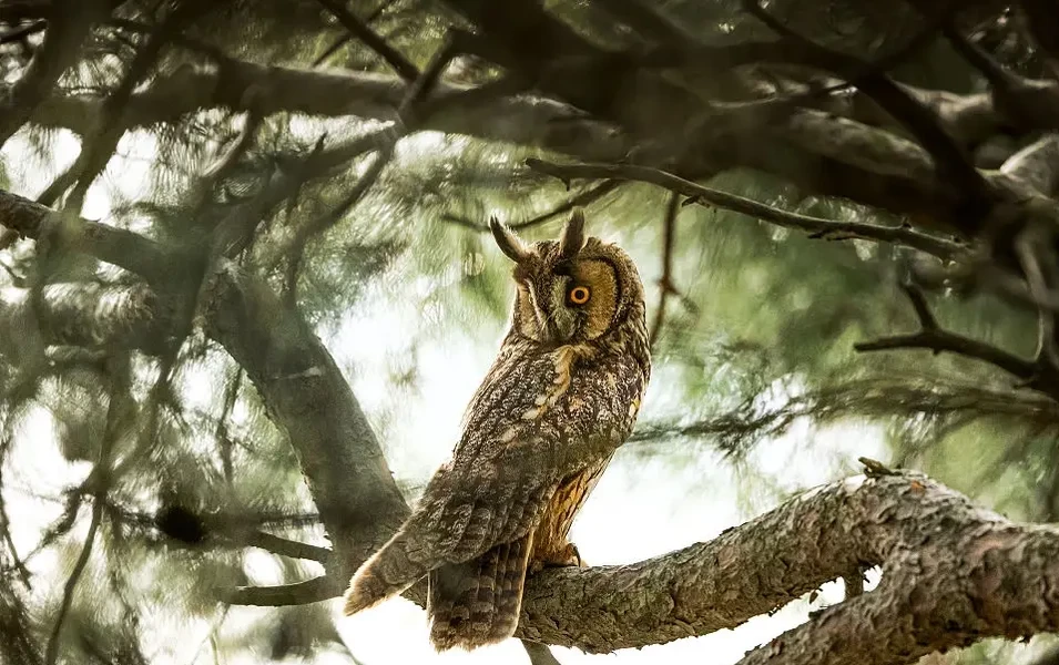 Turn your backyard into an owl haven