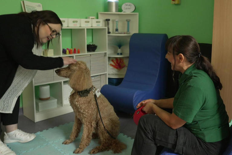 'Dogs don't judge you': NHS trust rolls out animal therapy scheme