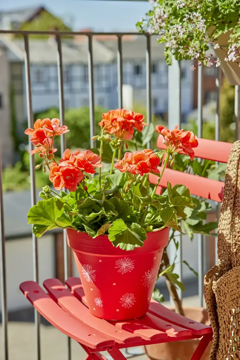 Geranios: las 4 claves esenciales para cuidar de tu flor favorita en verano
