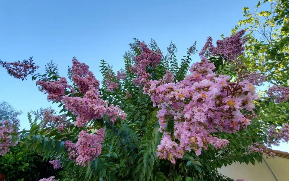 Crape myrtle secrets for year-round beauty