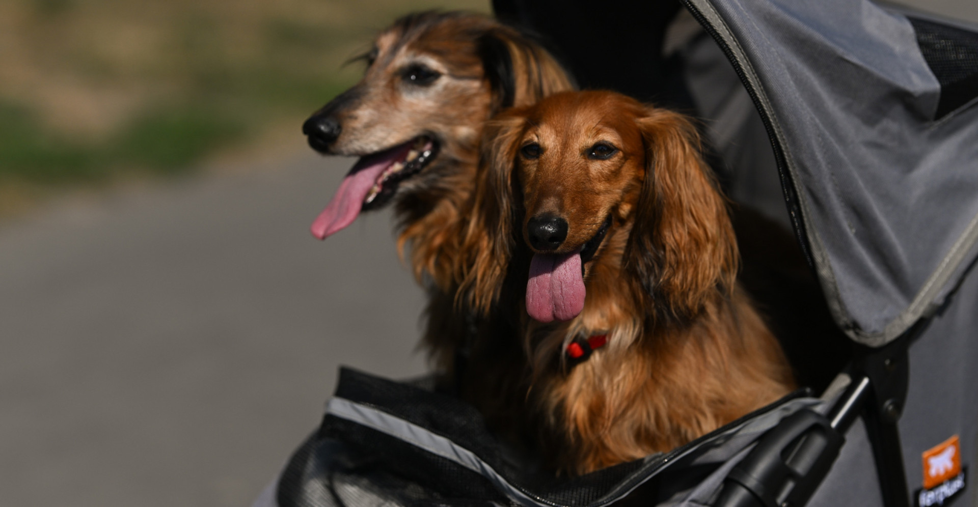 Fascinerande fakta som kommer att förändra ditt sätt att se på din hund