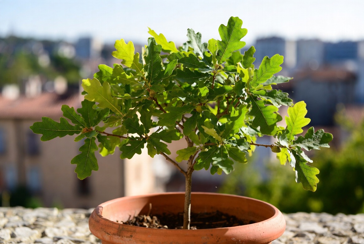 Come curare la pianta della quercia nana in vaso