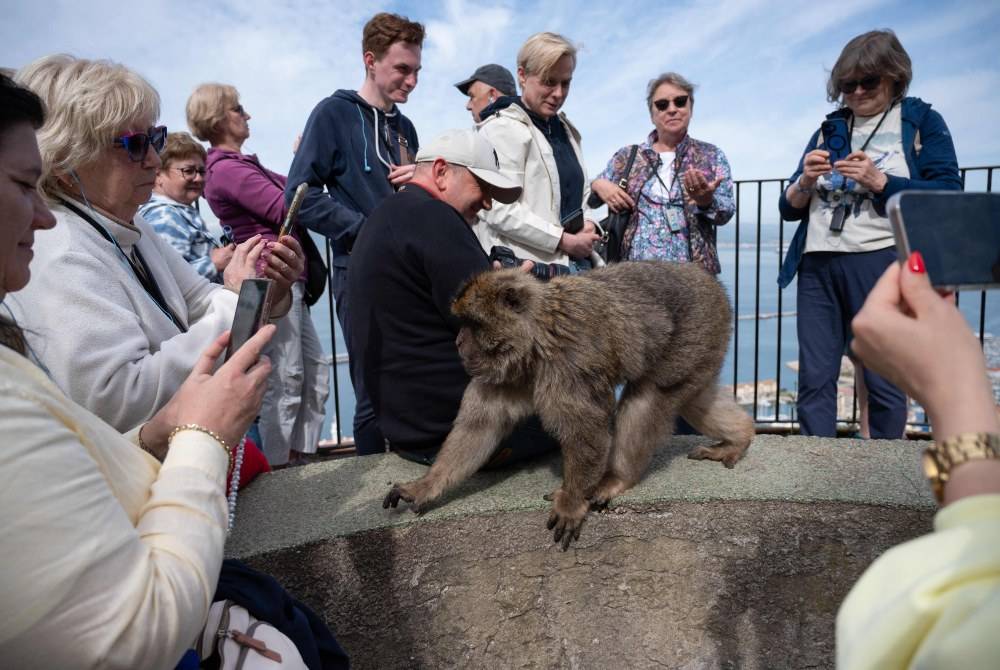 Gibraltar monkeys eat soil in junk food detox: Study