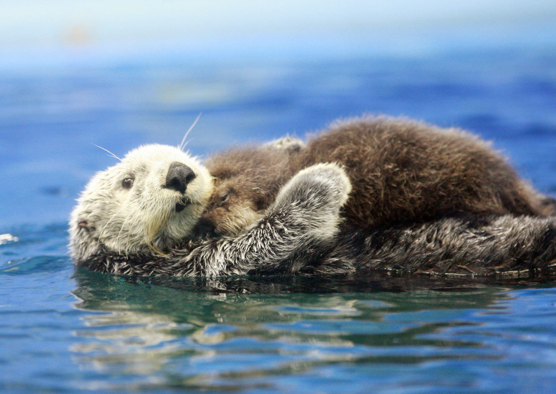 How sea otters can help fight climate change