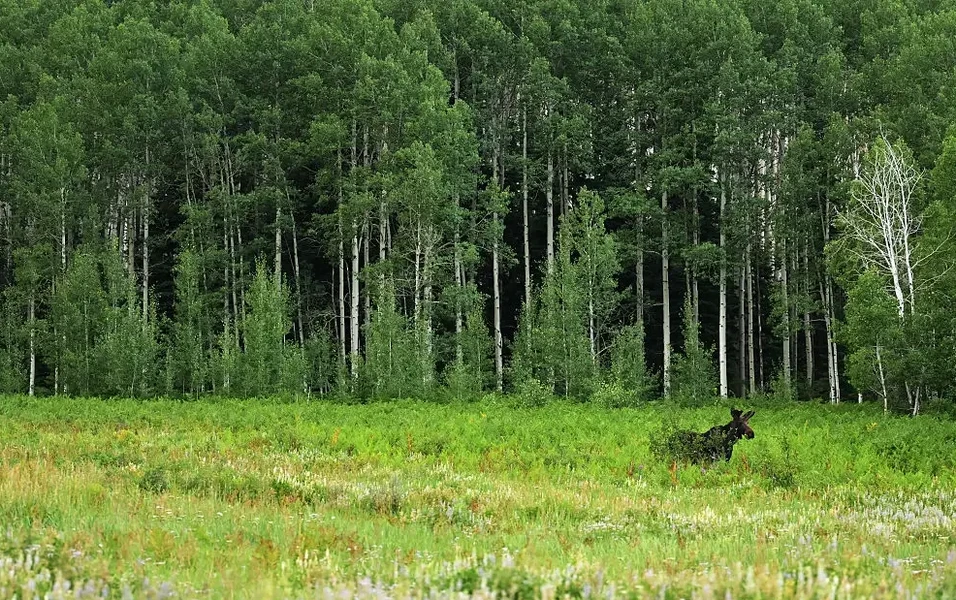 Moose secrets every nature lover should know