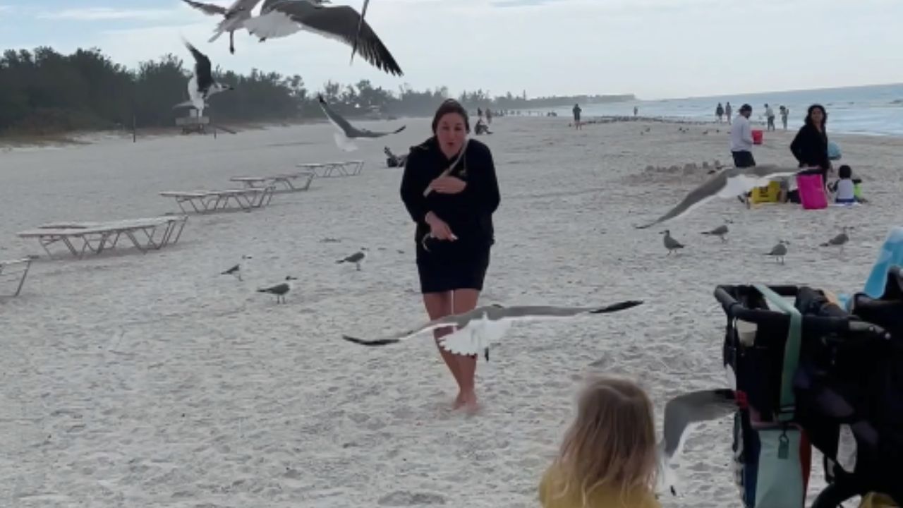 Harmlessly funny beach prank wife gets swarmed by sea gulls after ...