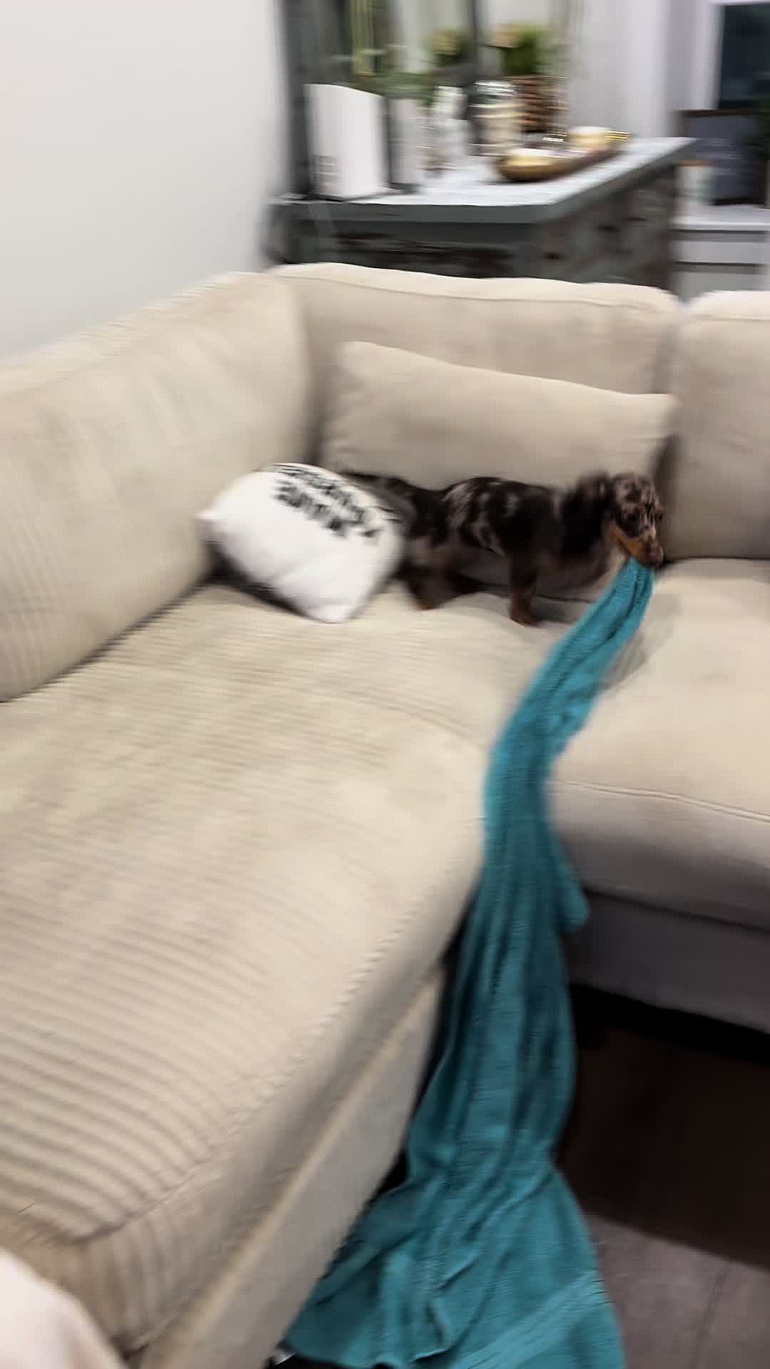 Post bath zoomies go crazy