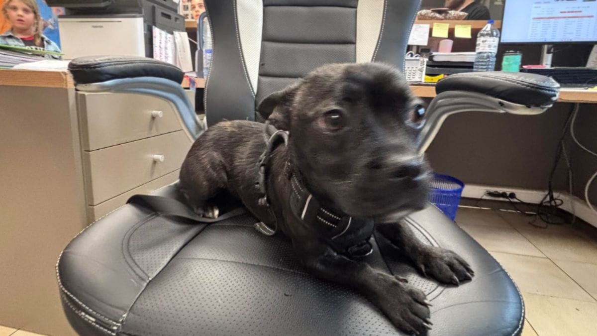 Hikers' forest run comes to an abrupt halt when they find a dog tied to ...