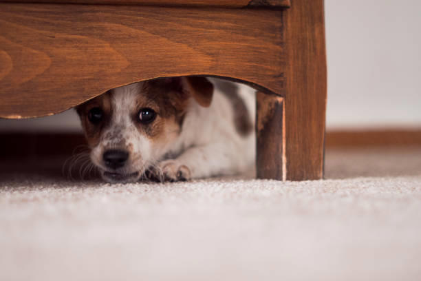 Shelter dog in the corner reveals what fear can look like