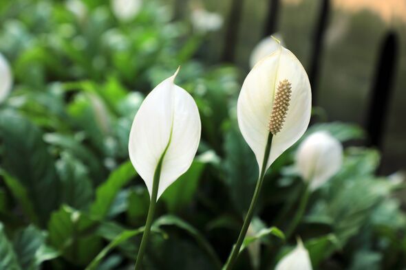 Make your peace lilies thrive by adding waste kitchen scrap to soil