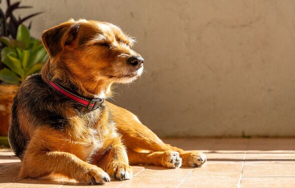 Vet's urgent cancer warning for dogs sitting in the sun for too long