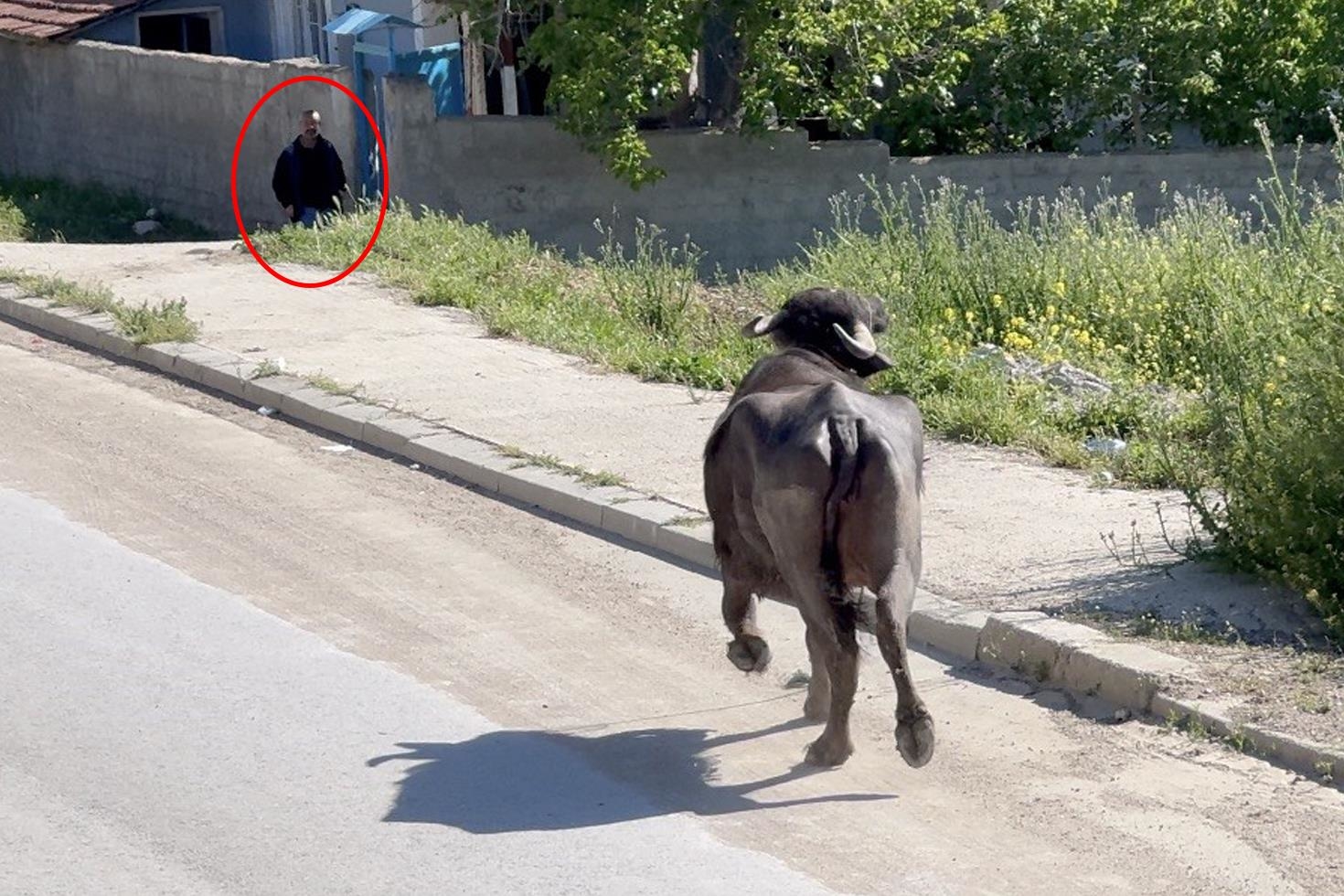 Bir bayram klasiği! Kurbanlıktan kaçarken bodrumda mahsur kaldı