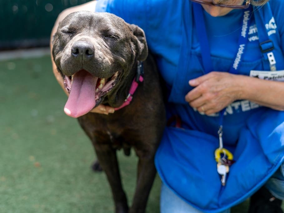 San Diego Humane Society to waive adoption fees for California Adopt-A ...