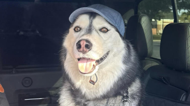 Husky refuses to leave grandparents' house in the most hilariously ...