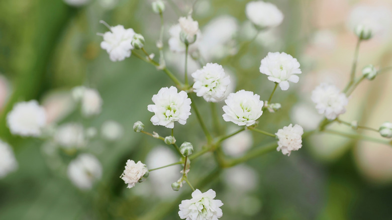 9 easy to grow garden fillers to complement a cut flower garden