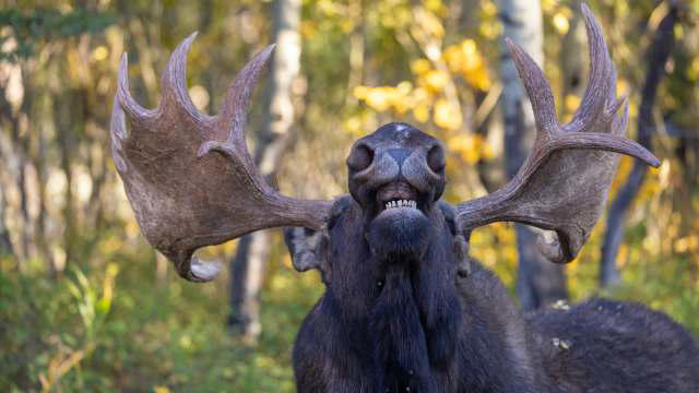 Colorado officials urge caution after moose attacks dog walker and ...