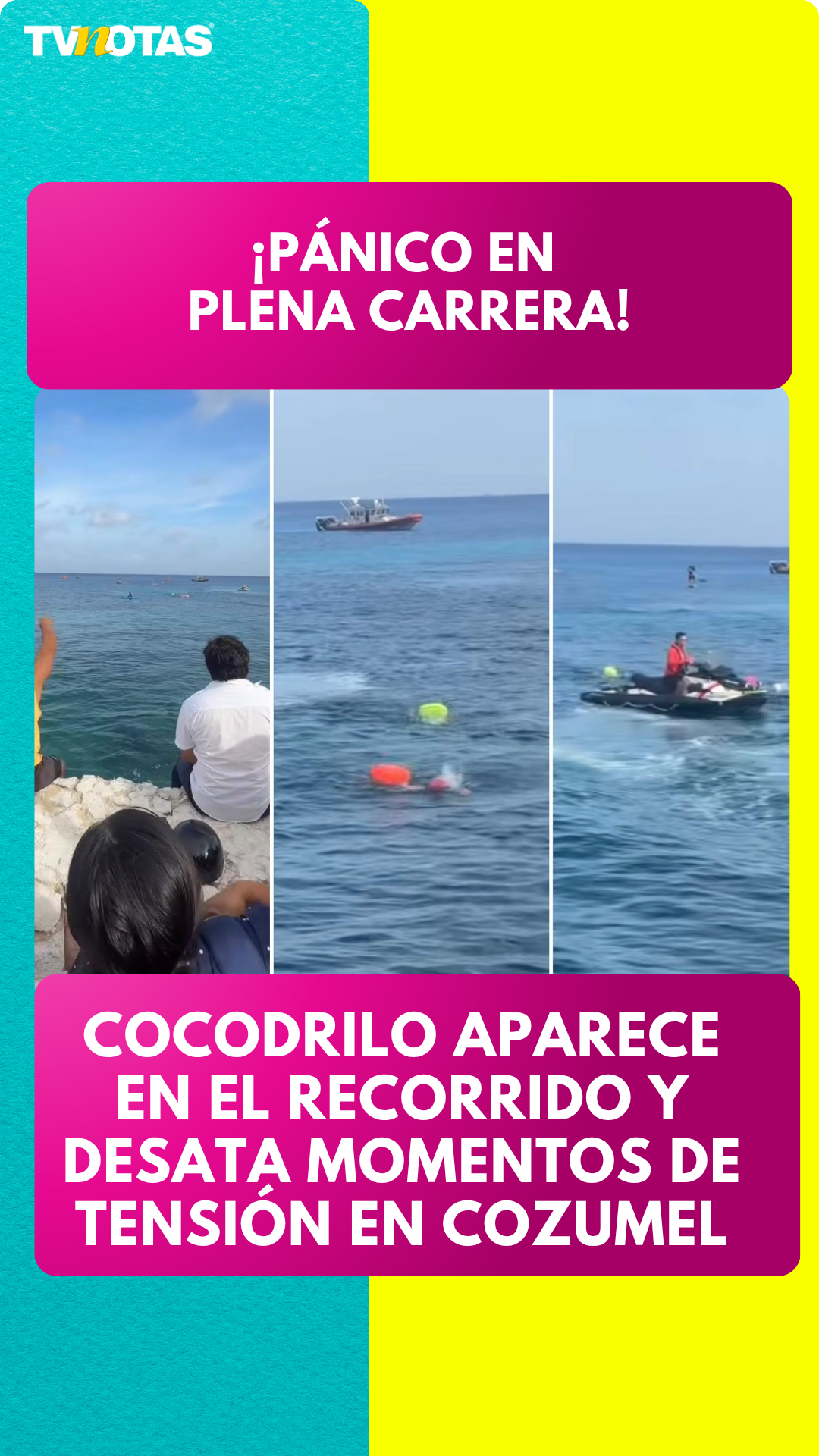 ¡Terror en Cozumel! Cocodrilo irrumpe cerca de una carrera y provoca ...