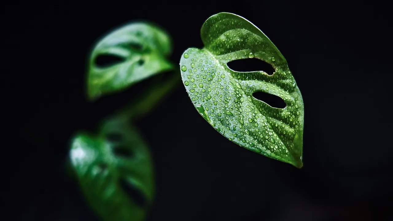 Are you a monstera or a pothos? What your plant preferences say about you