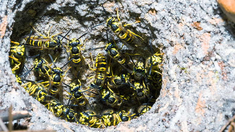 Say goodbye to ground wasps with a natural solution they can't stand