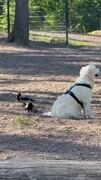 Crow pecks and tugs at golden retriever's tail