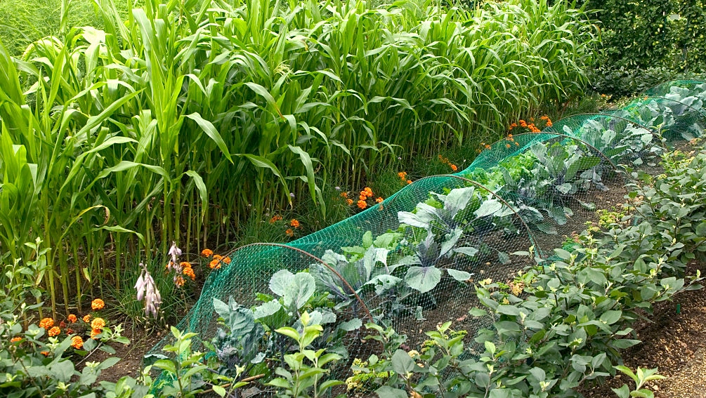North Carolina couple builds DIY raised bed garden from scratch