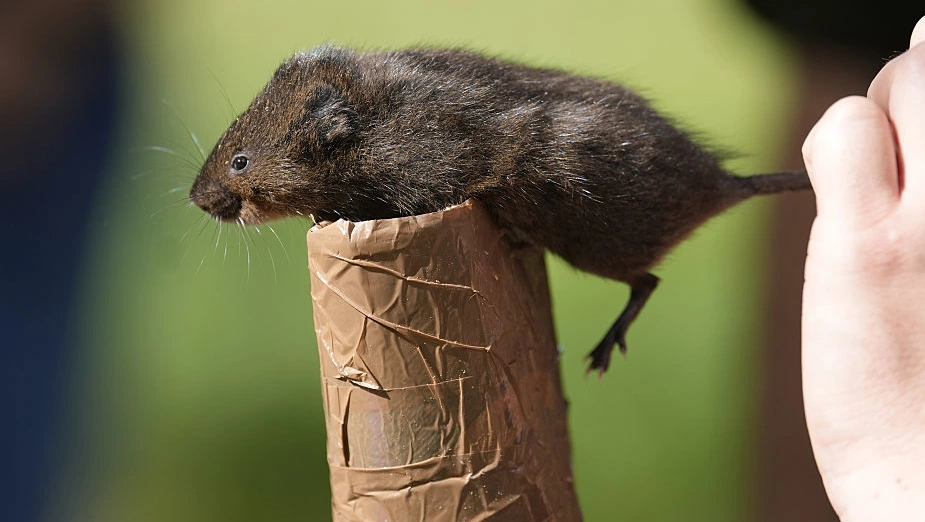 Somerset rewilding farm sees bird species soar to 94 in 3 years
