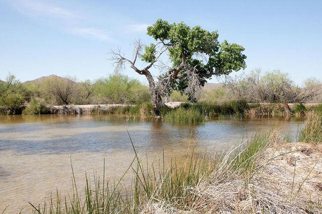 250 endangered turtles may lose their last US habitat as Arizona ...