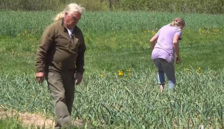 Made in Vermont: Bakersfield farm grows 32 varieties of garlic
