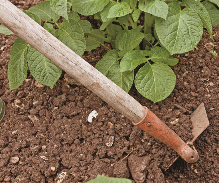 Why you should start hilling up potatoes in June to boost your harvests ...