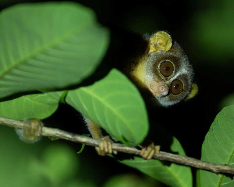 Endangered slender loris spotted outside protected forest in South Goa