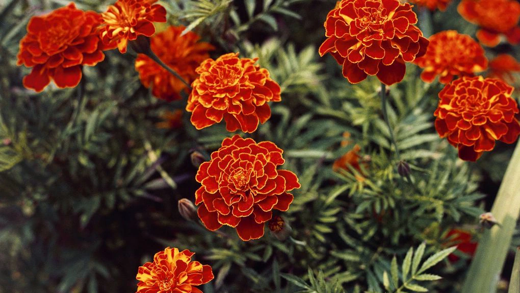 15 flowers perfect for container gardening