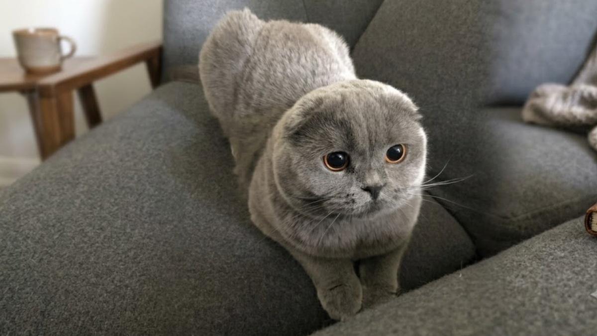 Cat breeds known for their remarkable problem-solving abilities