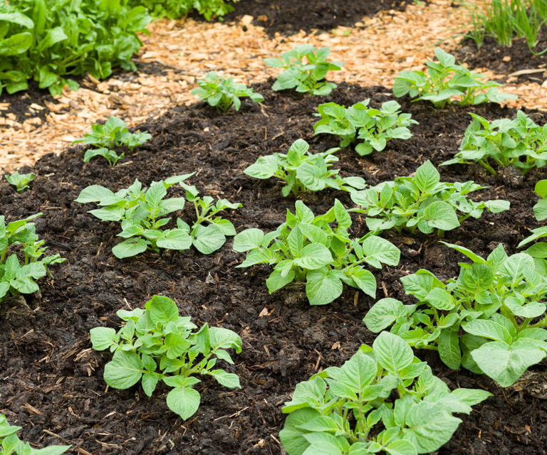 Why you should start hilling up potatoes in June to boost your harvests ...