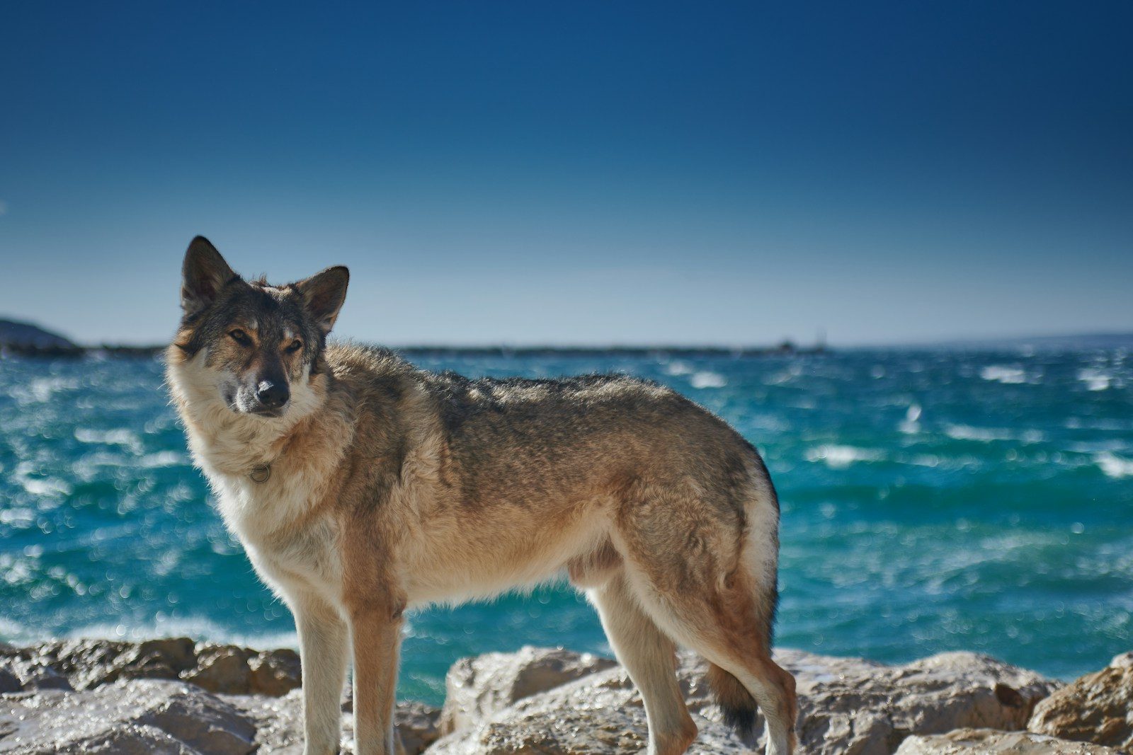5,000-year-old wolves found on remote island challenge everything we ...