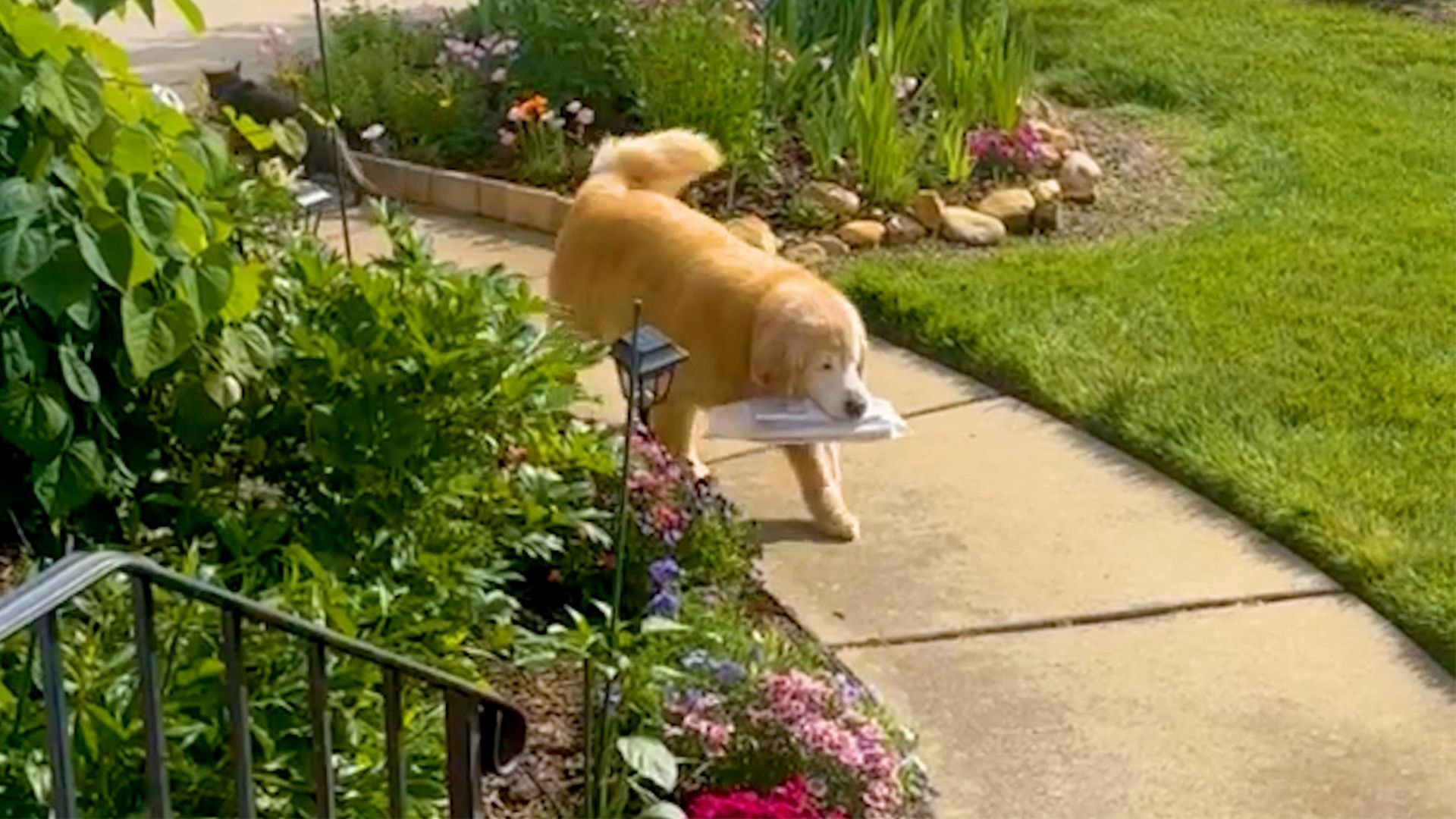 Blind dog fetches newspaper to make his family proud