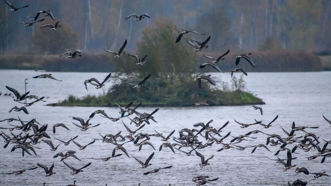How bird migration is changing with our planet