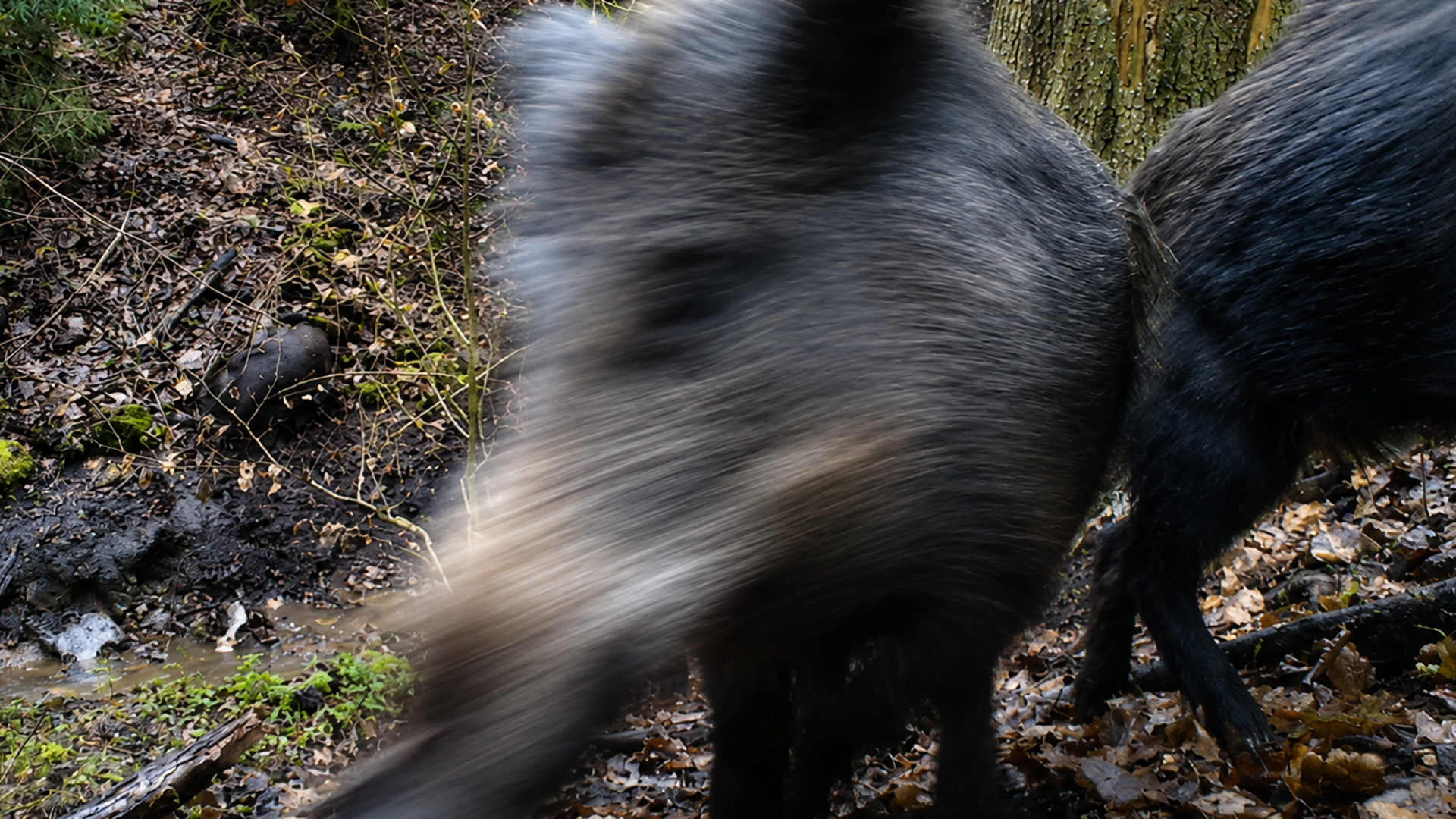 This close encounter left the camera shaking