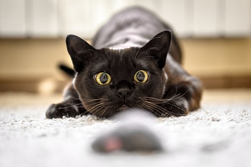 15 little things cats do that owners can't help but love