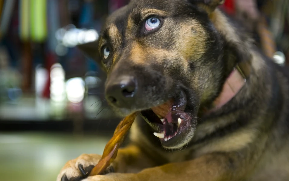 Veterinary experts outline checklist to ensure dog chew safety