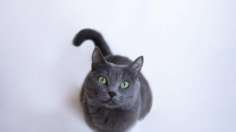 Cat left alone with dad's French fries shows remarkable restraint