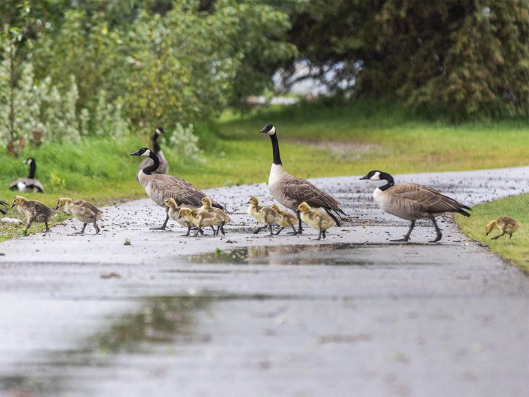 Bow River set to crest in Calgary Tuesday, officials say flooding risk ...