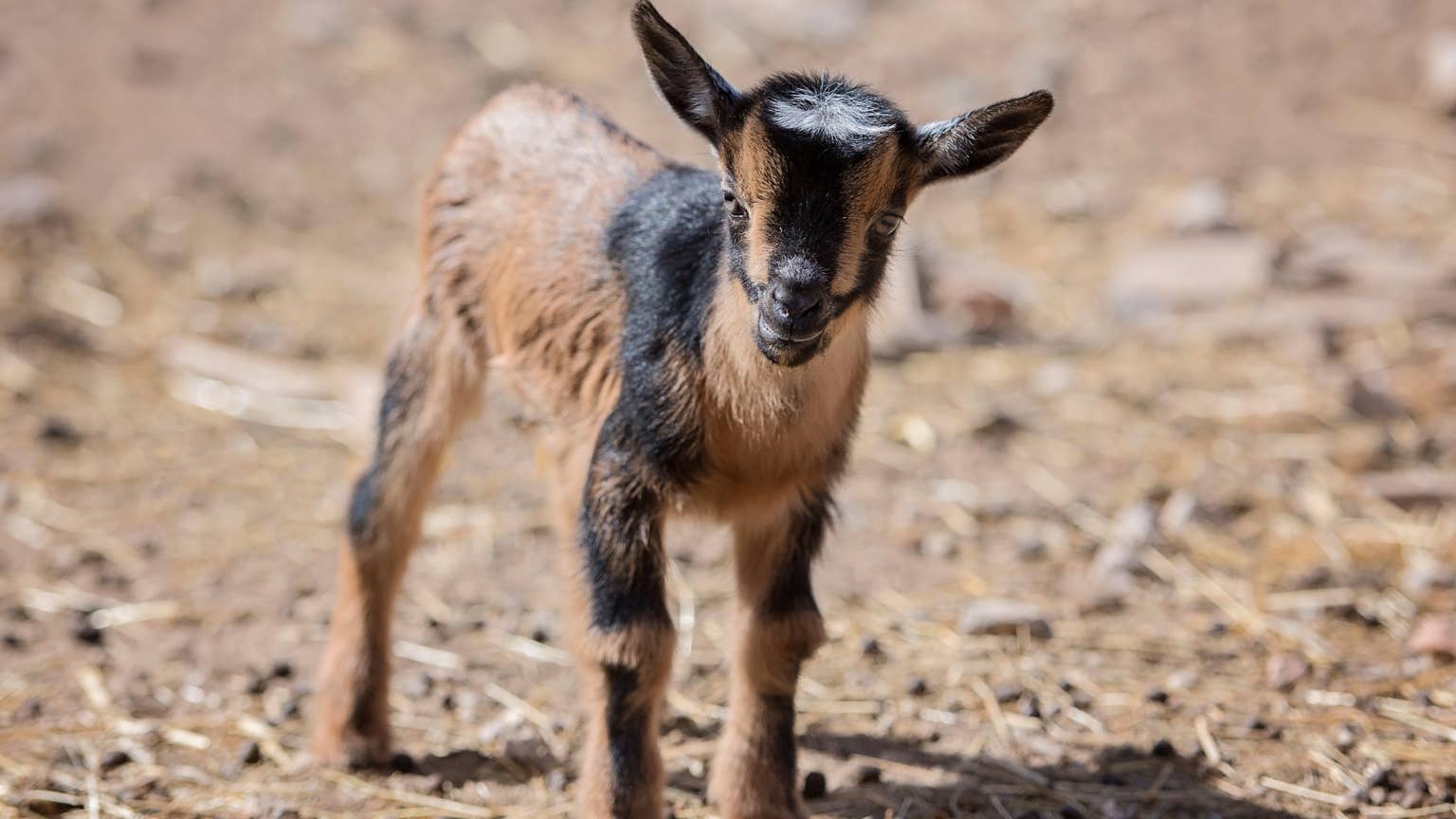 Bug the Baby Goat Express Three Adorable Emotions in One Viral Video