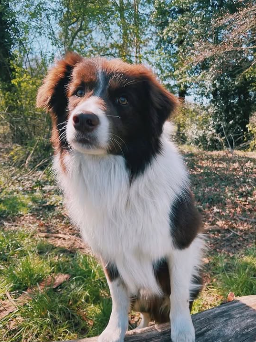 Echo, the Heartstopper dog who won the hearts of millions of Netflix ...