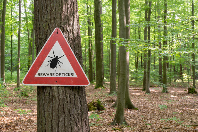 I thought I kept getting food poisoning. It turned out, a tick bite ...